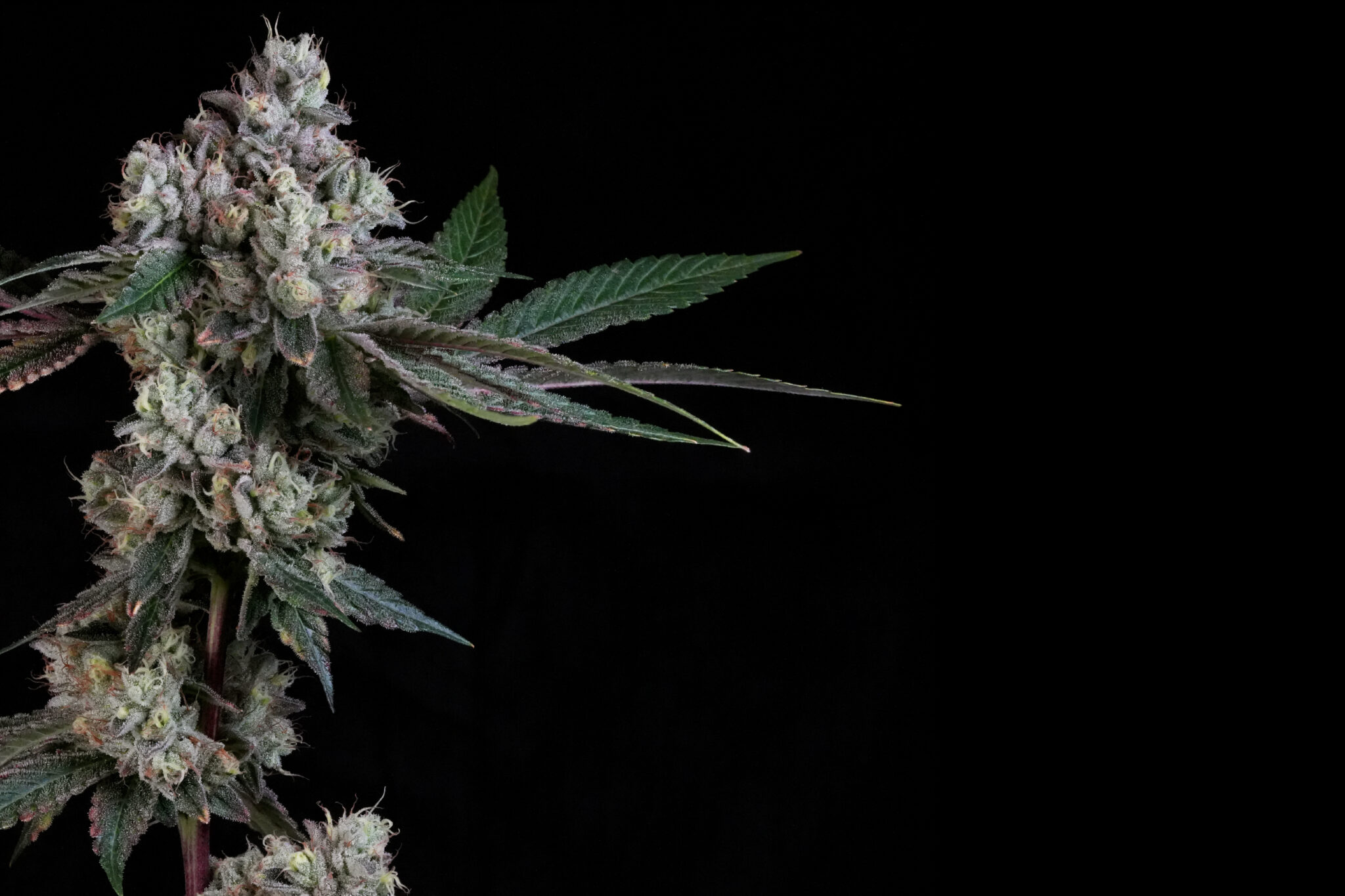 Sunset Runtz Strain by Simply BareTM — Indica-Dominant Hybrid Cannabis ...