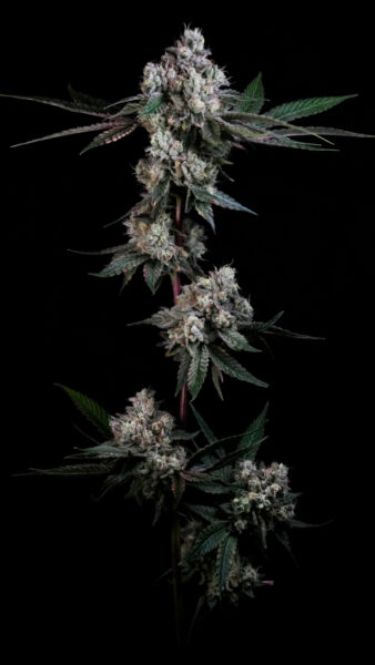 Sunset Runtz Strain by Simply BareTM — Indica-Dominant Hybrid Cannabis ...